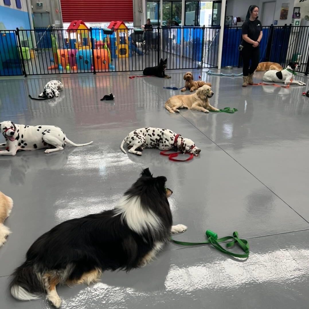 Dog Training - Patient Paws